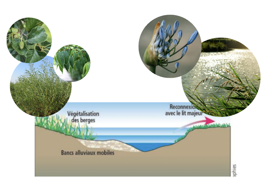 La renaturation du Nizon a commencé - abceze: Le Syndicat Mixte ABCèze